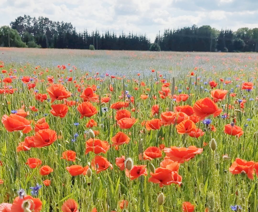 Kėdainiečių traukos centras – įspūdingas žydinčių aguonų ir rugiagėlių ...