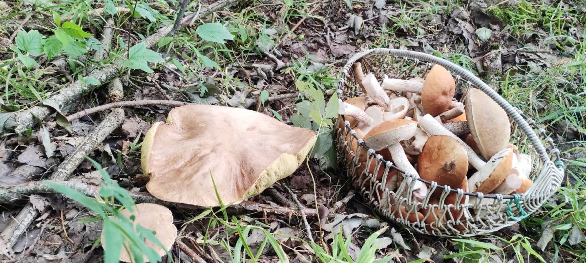 Kėdainietės radybos – milžiniškas baravykas - rinkosaikste.lt